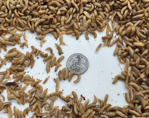 Soldier Fly Larvae – Midwest Mealworms