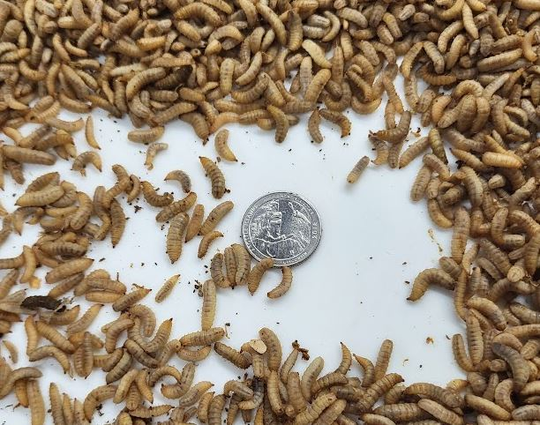 Midwest Mealworms - mealworms superworms frass